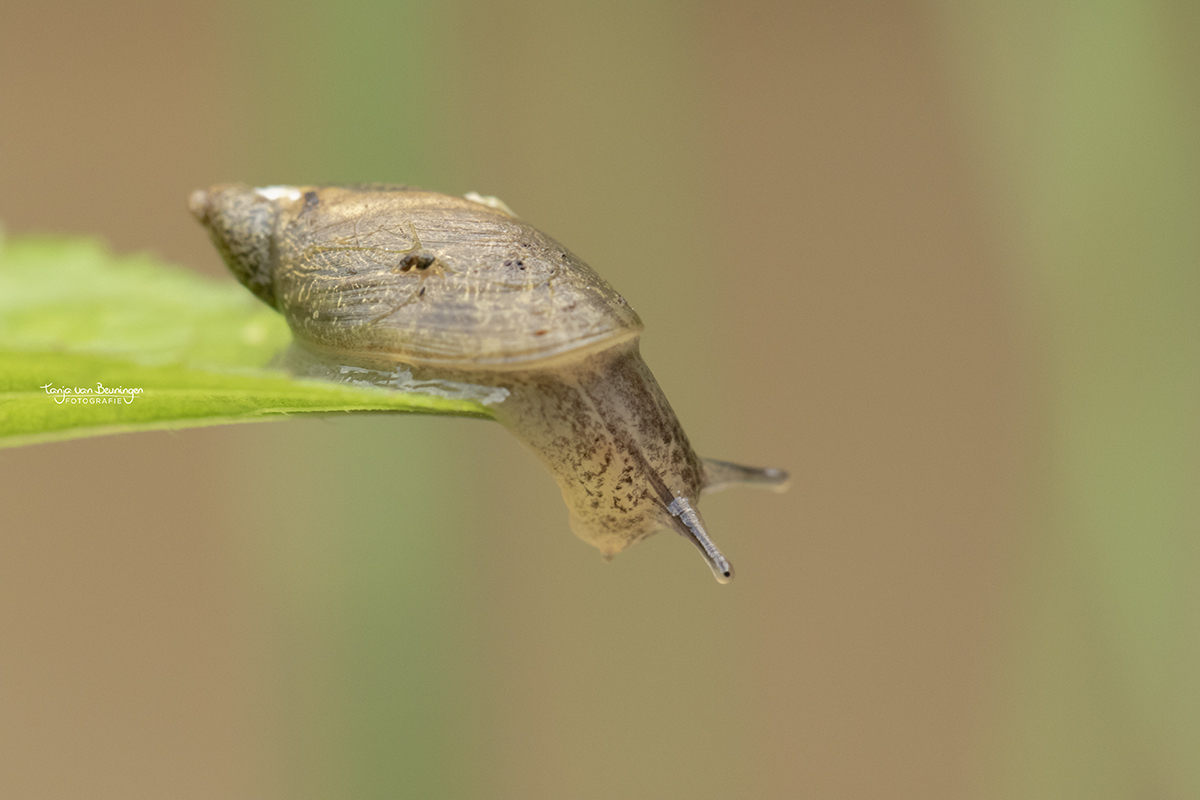 Tanja van Beuningen fotografie - Weekdieren