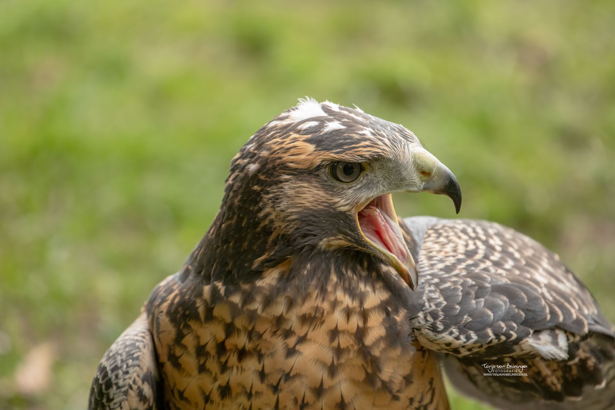 Tanja van Beuningen fotografie - Arend soorten